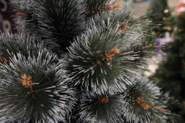 Bor sa belim vrhom iglice 250 cm - 24 Shop